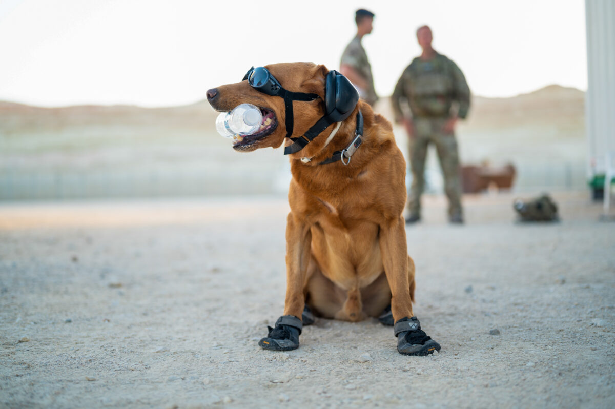 More than 500 MOD Military Working Dogs protected thanks to Canine ...